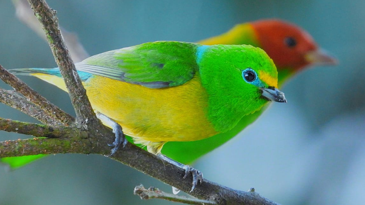 Colombia shines in the world's largest bird count