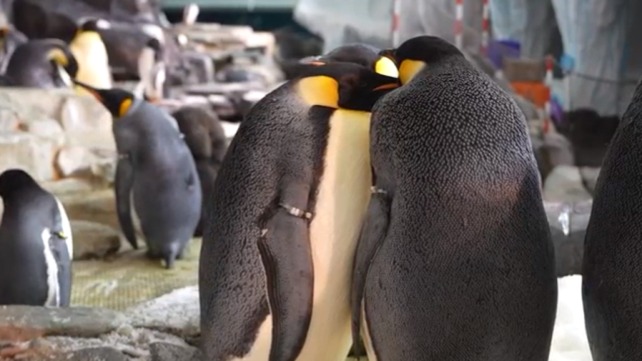Meet the Emperors: SeaWorld Orlando Introduces Western Hemisphere’s ...